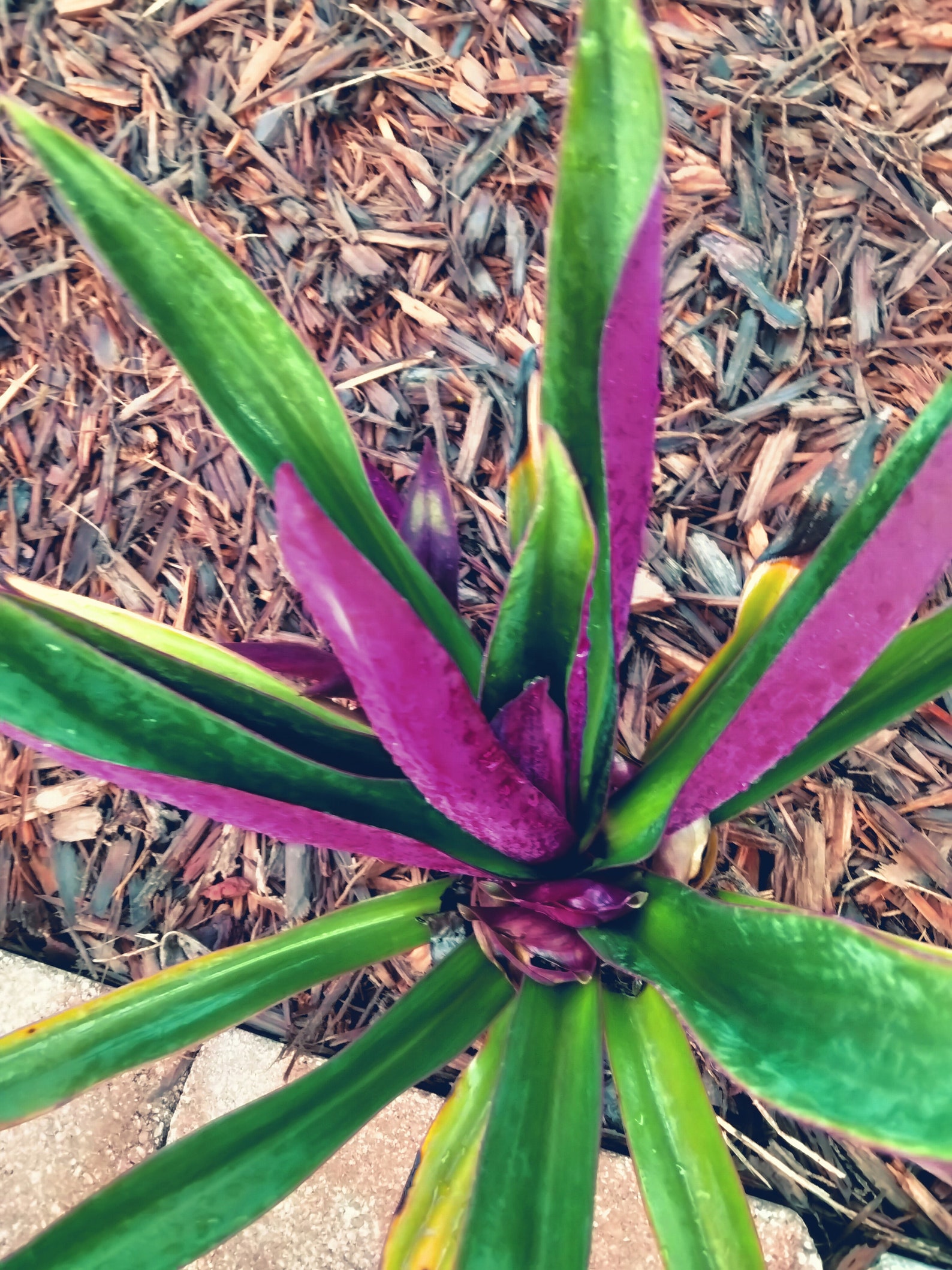 Oyster Plant - Moses in the Cradle - Tradescantia Spathacea - Etsy