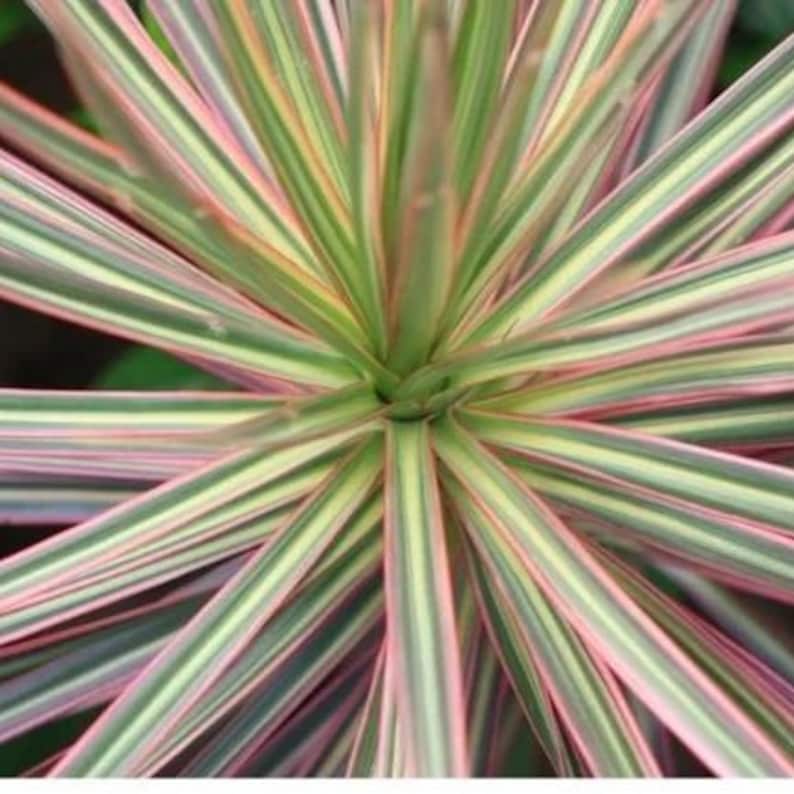 Madagascar Dragon Tree - Dracaena Marginata - Tricolor - Etsy