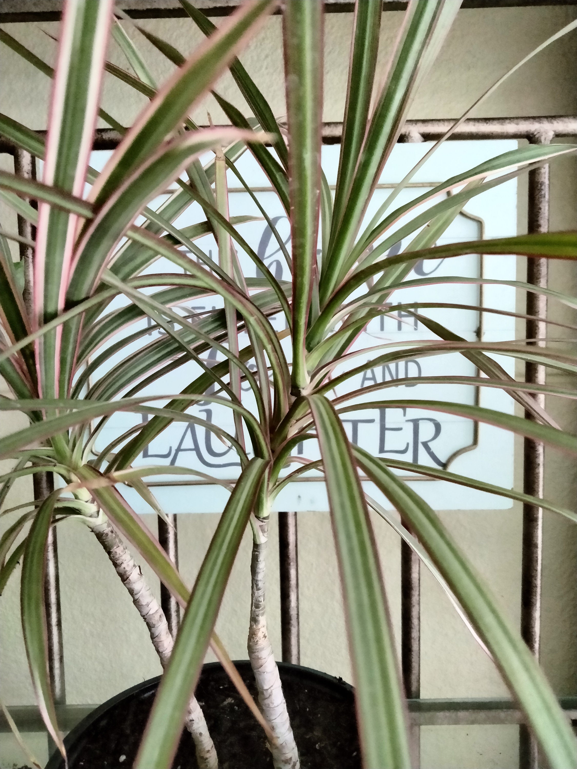 Madagascar Dragon Tree - Dracaena Marginata - Tricolor - Etsy