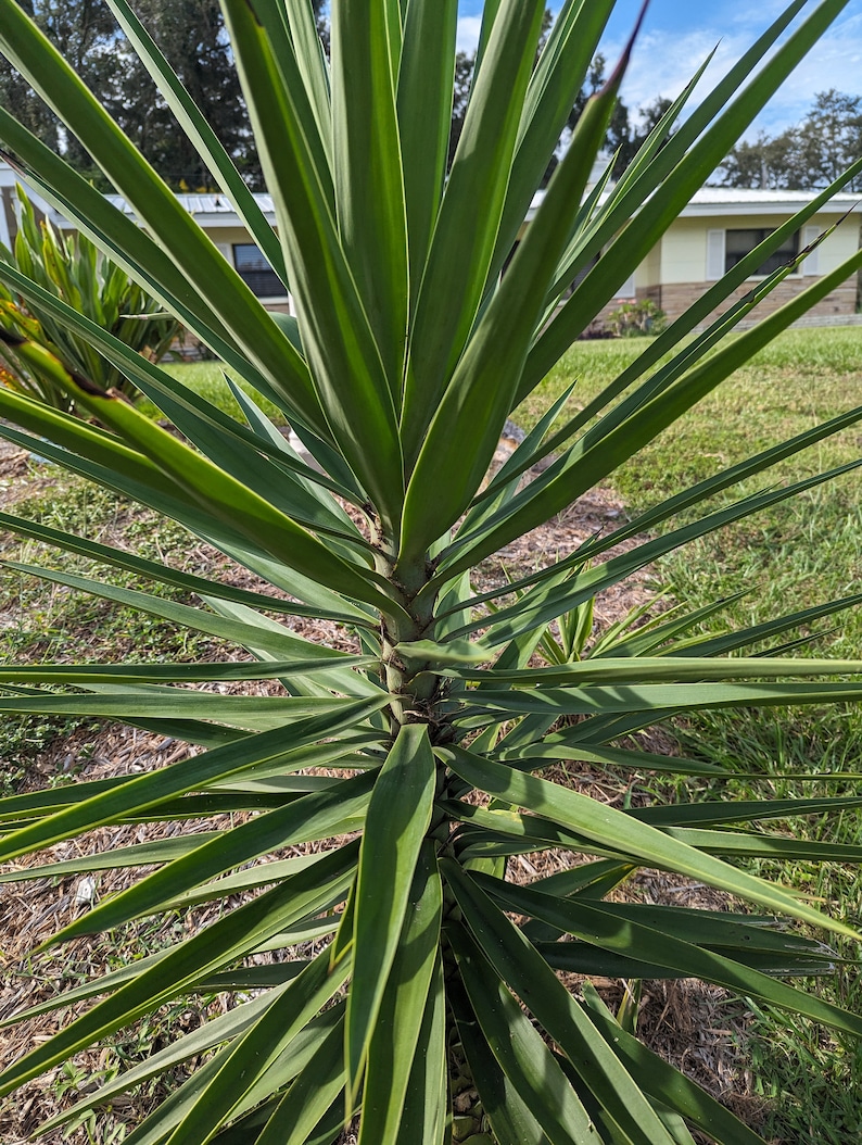 Yucca Elephantipes soft-tip Yucca Spineless Yucca Yucca Gigantea Stick ...