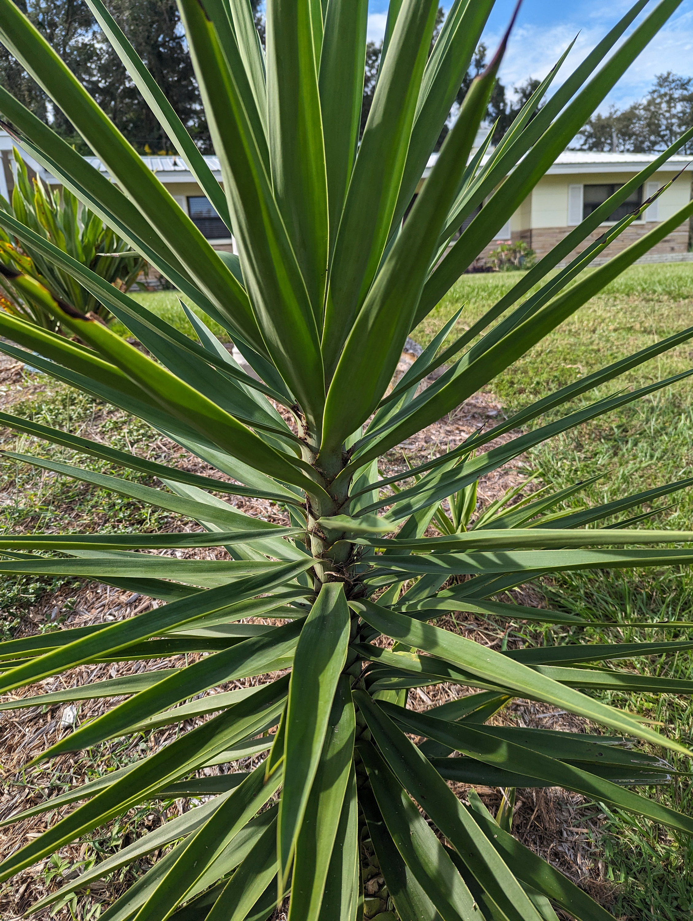 Yucca Elephantipes soft-tip Yucca Spineless Yucca Yucca Gigantea Stick ...