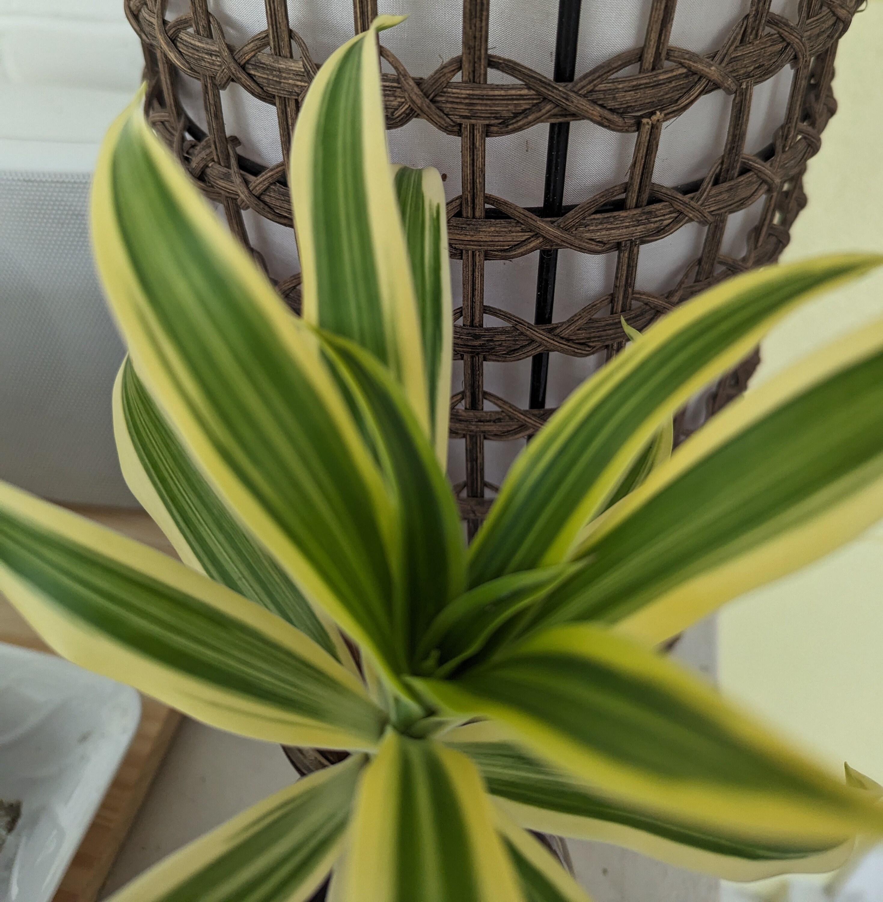 Dracaena Song of India Dracaena Reflexa variegata Dracaena Reflexa ...
