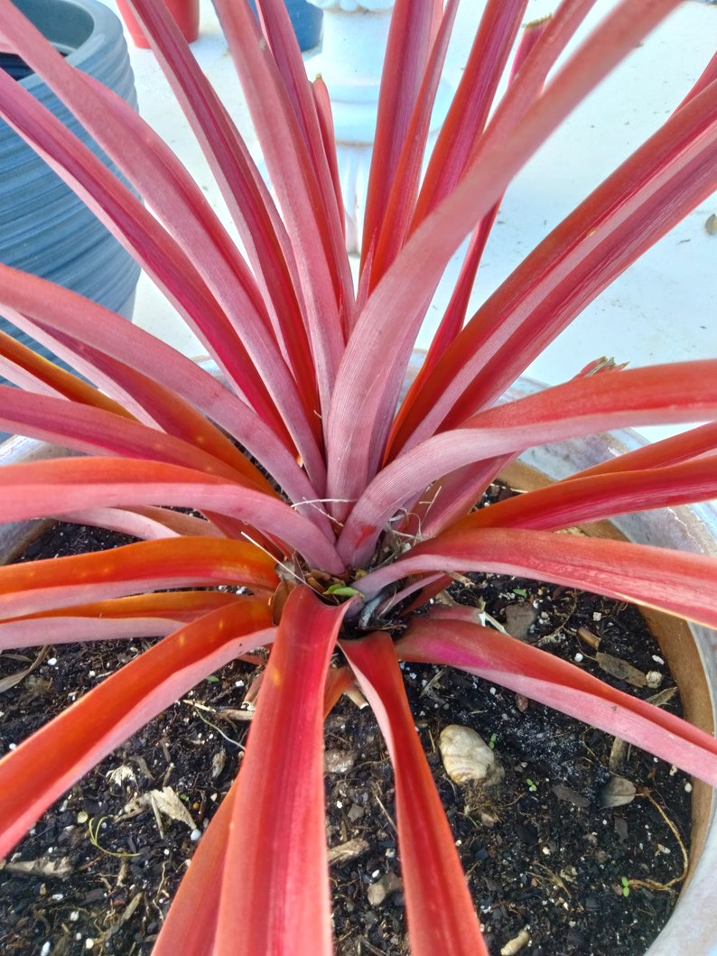 Bromeliad Ananas Lucida Red Spineless Pineapple - Etsy