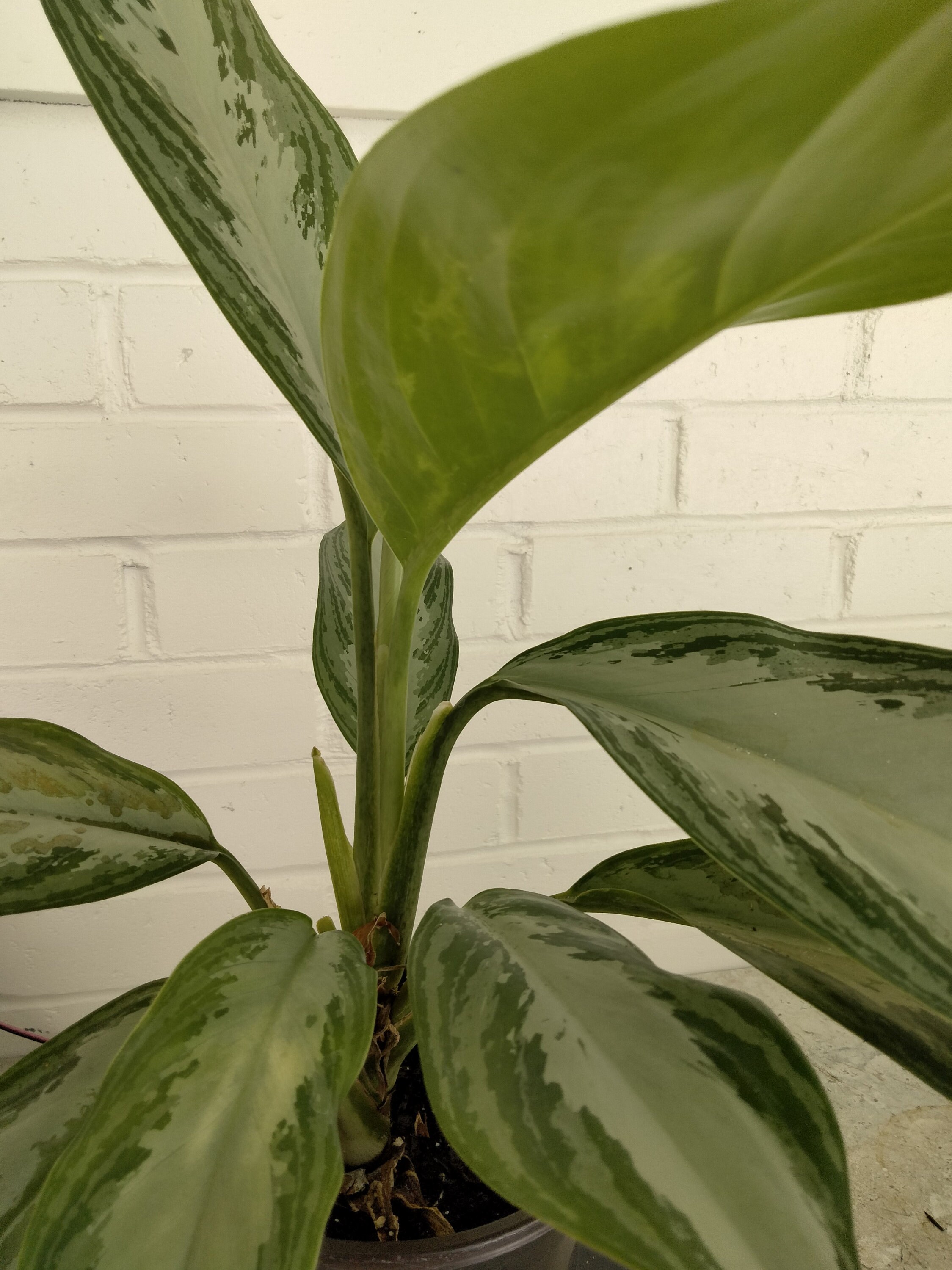 Aglaonema Silver Bay chinese Evergreen - Etsy