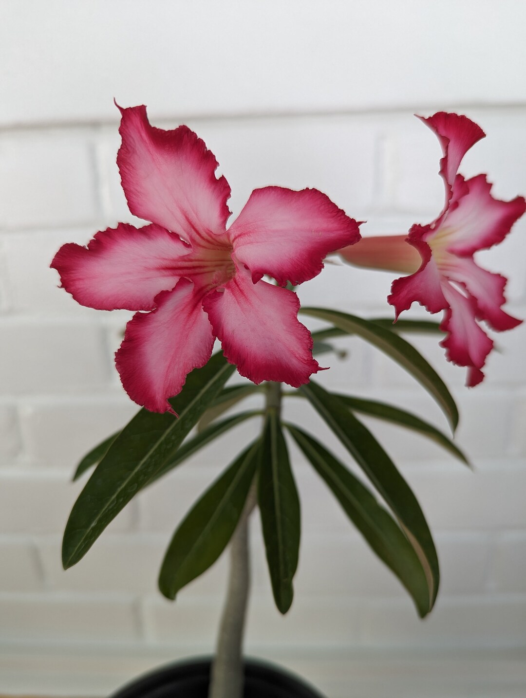 Desert Rose Adenium Obesum Red and White Ruffled Flowers - Etsy