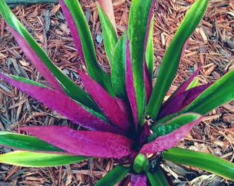 Dwarf Moses in the Cradle/ Boat Lily/ Oyster Plant - Etsy