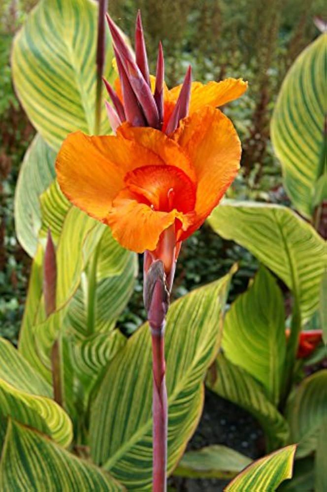 Canna Lily - Pretoria Canna Lily - Canna Indica 'pretoria' - Etsy