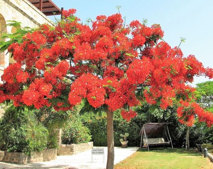 Flamboyant - Flamboyan - Royal Poinciana - Delonix Regia - Flame Tree ...