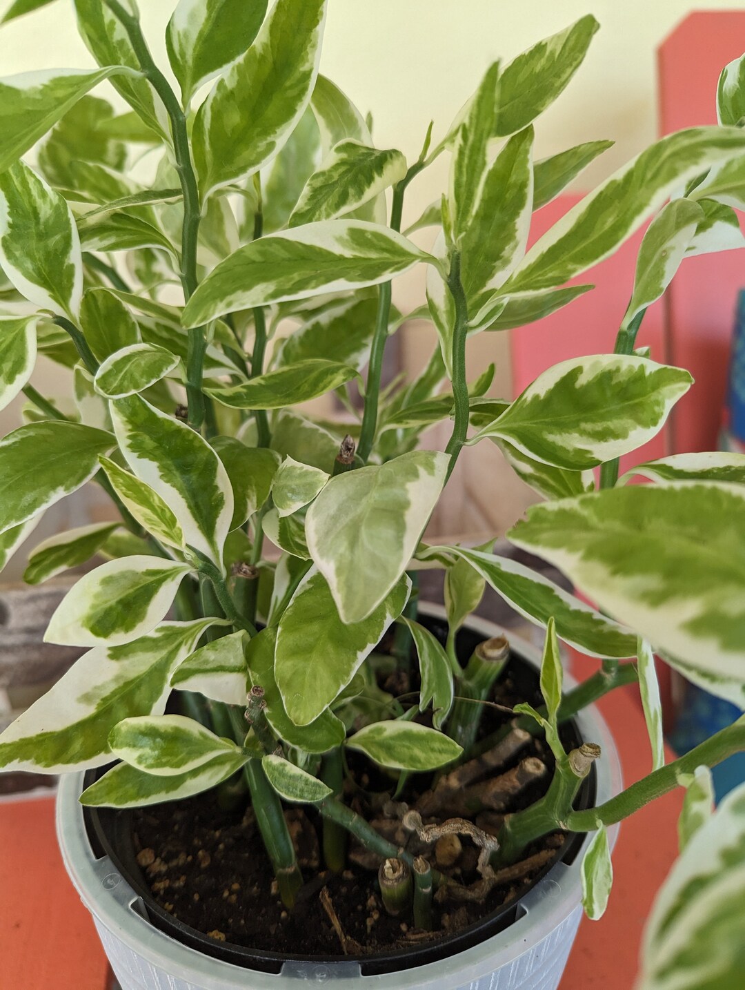 Zig-zag Plant - Devil's Backbone Plant - Euphorbia Tithymaloides ...