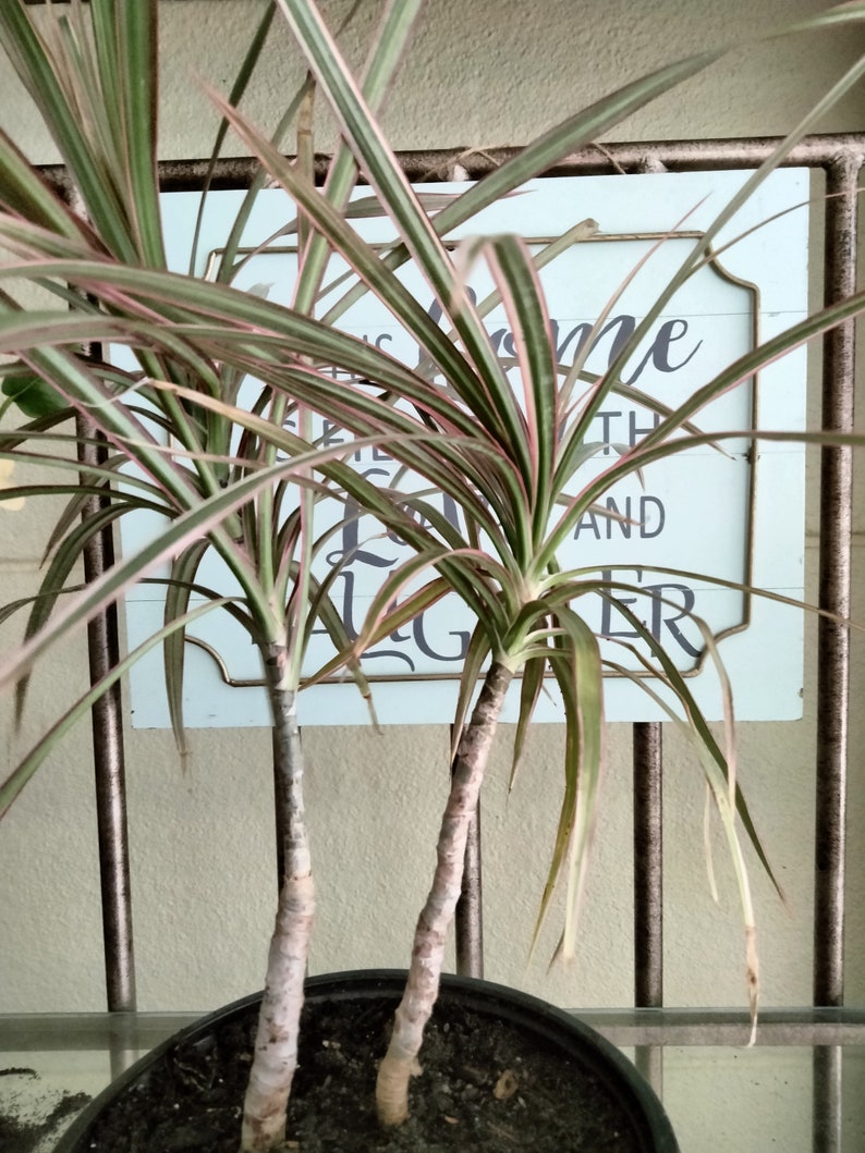 Madagascar Dragon Tree - Dracaena Marginata - Tricolor - Etsy