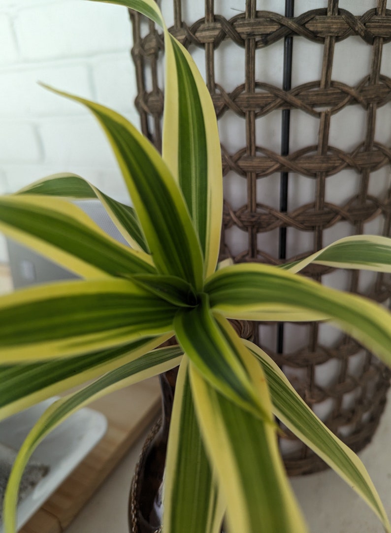 Dracaena Song of India Dracaena Reflexa variegata Dracaena Reflexa ...