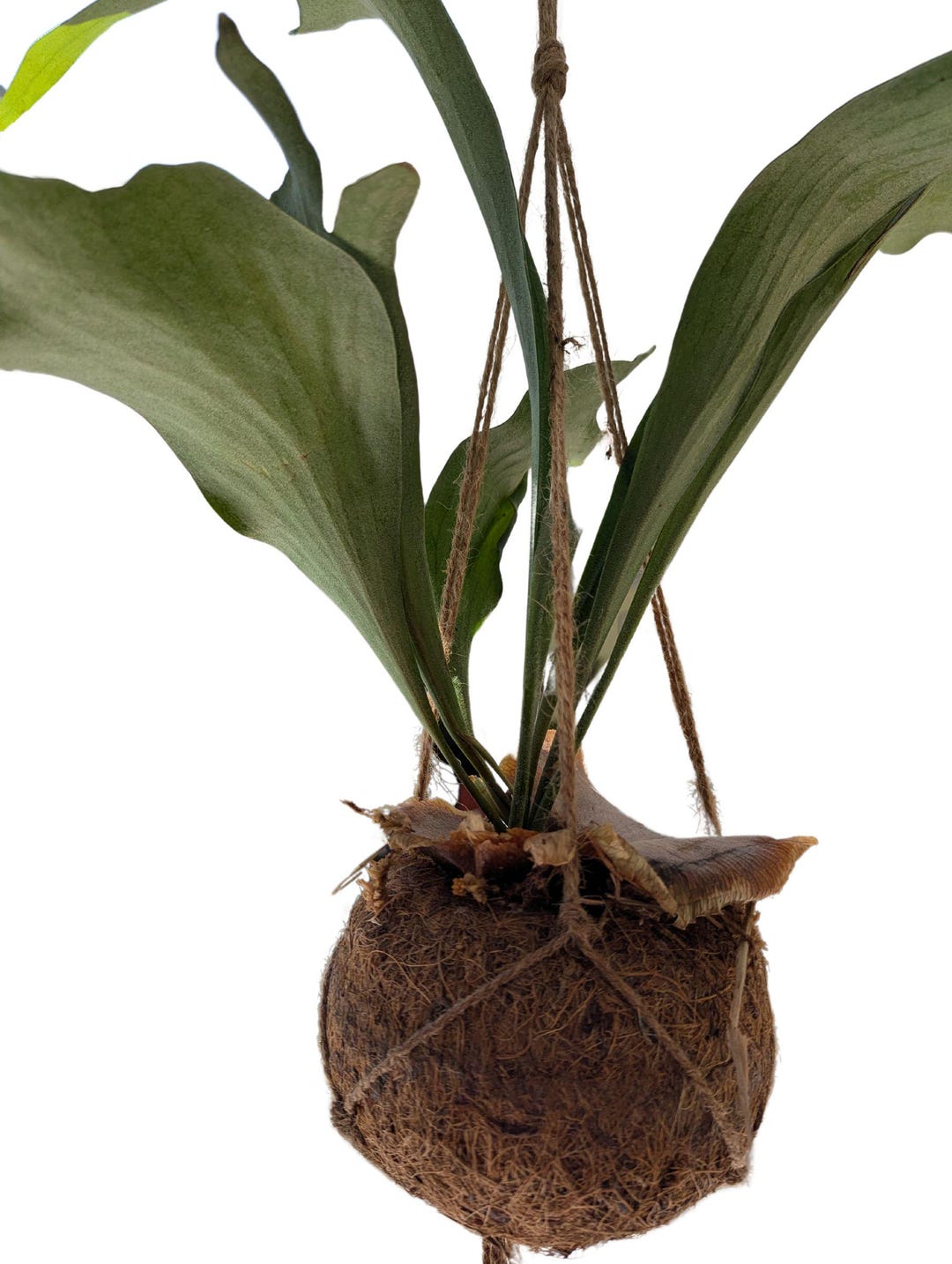 Staghorn Fern in Hanging Coco Coir Kokedama W/twine Plant Hanger - Stag ...