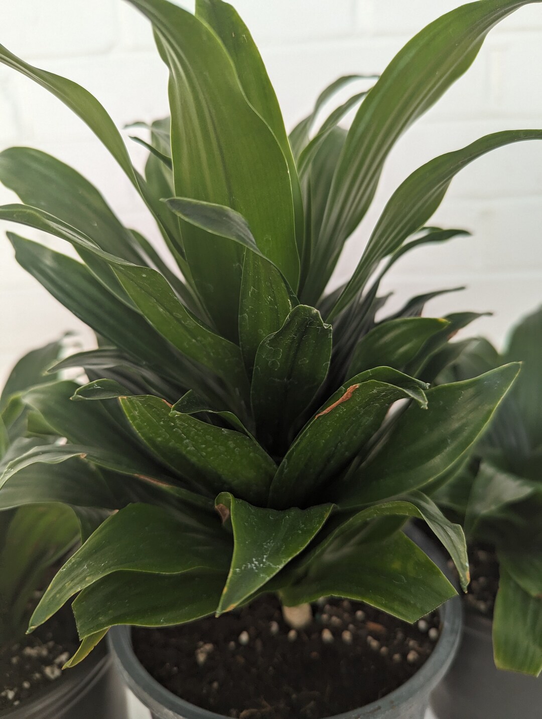 Dracaena Fragrans Janet Craig Compacta formerly 'dracaena Deremensis ...