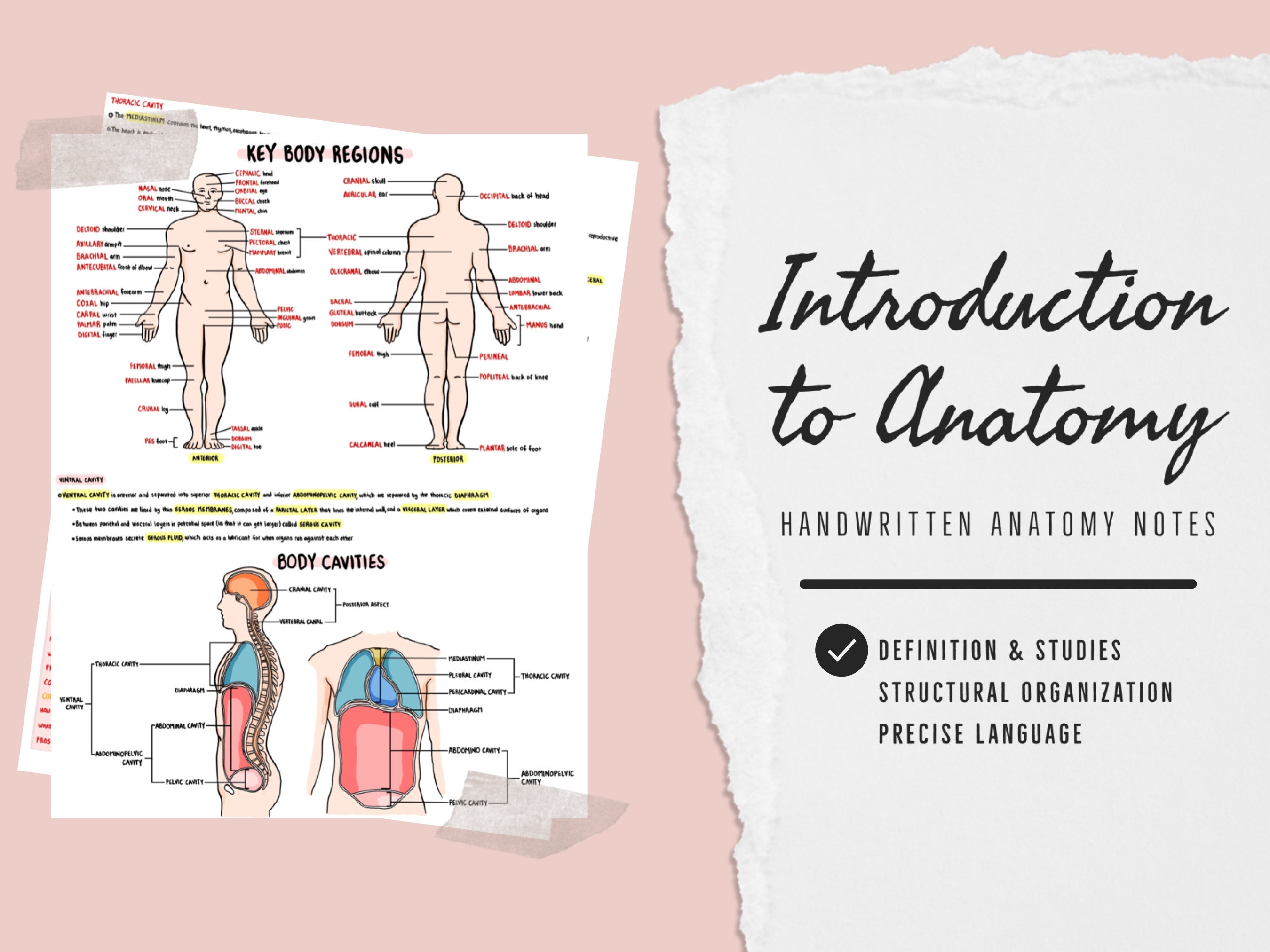 DIGITAL Intro to Anatomy Notes Anatomy & Physiology PDF - Etsy