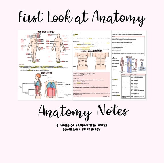 DIGITAL Intro to Anatomy Notes Anatomy & Physiology PDF | Etsy