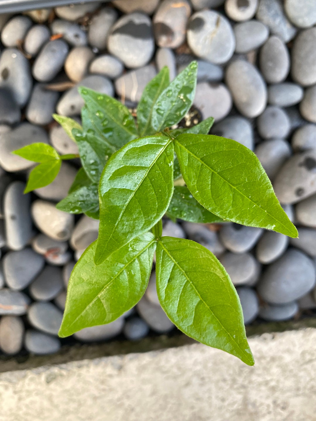 Inga Vera Ice Cream Bean Seedling - Etsy