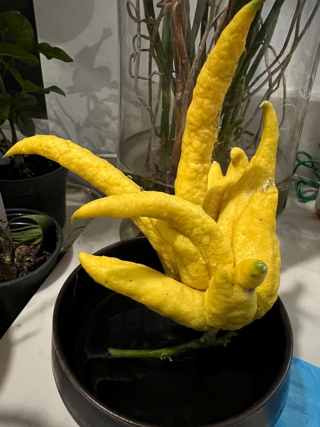 Citrus Buddha's Hand Citron Tree 佛手柑 Start Plant - Etsy