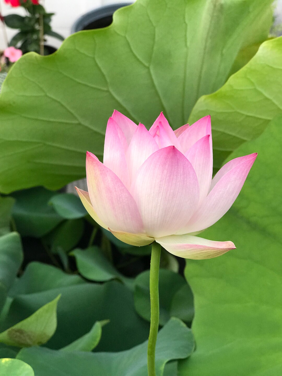 Pink Lips Lotus Tuber Medium Size Lotus - Etsy