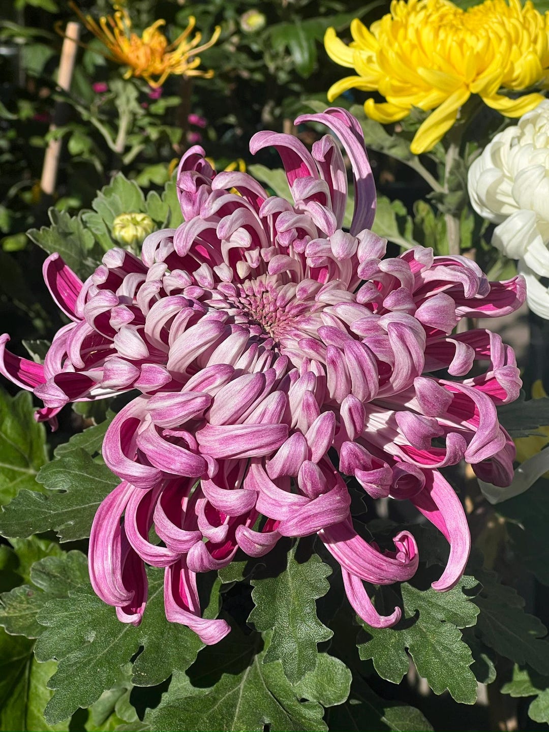 Mix Silver Violet Chrysanthemum Start Plant (request to Buy at Least 2 ...
