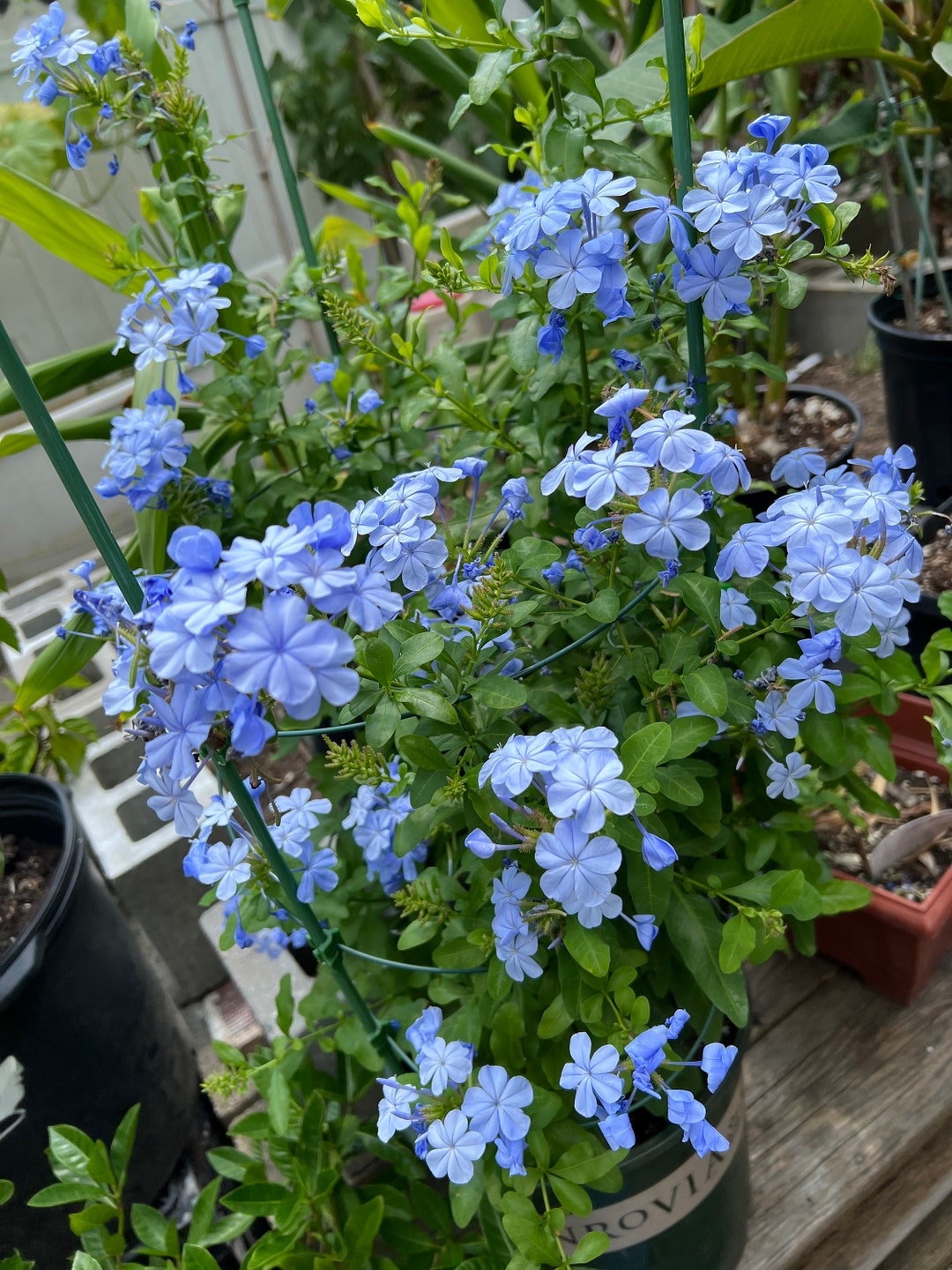 Plumbago Auriculata Imperial Blue “蓝雪”starter Plant in 3 Inch Pot House ...