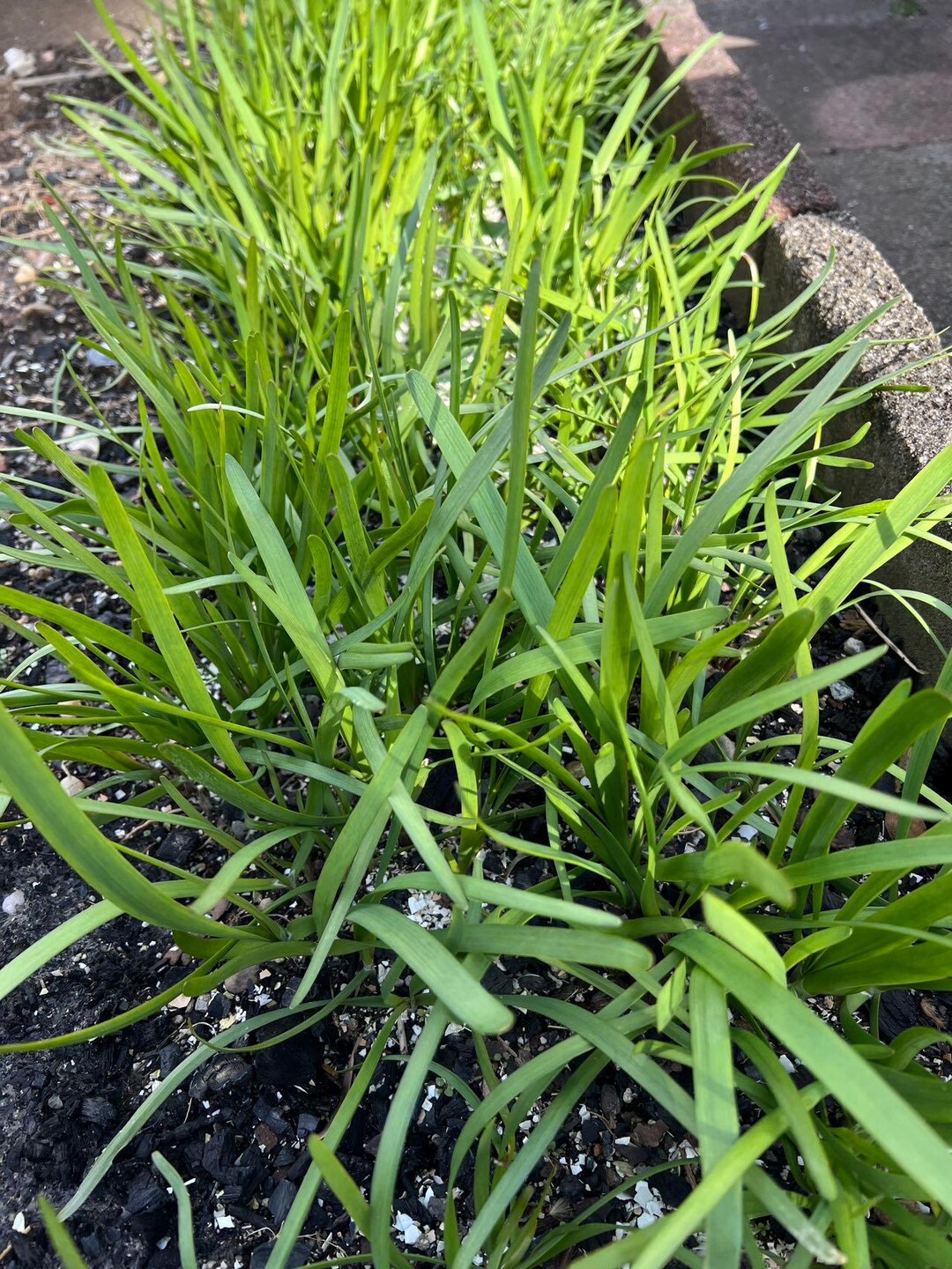 40 Organic Garlic Chive Bare Roots Perennial 韭菜根 Free Shipping - Etsy