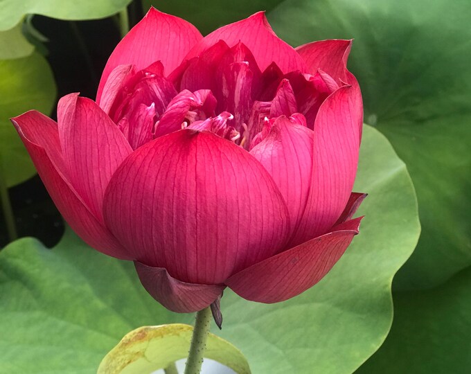 Lotus Tuber Lost Label Sell as is Free Shipping - Etsy