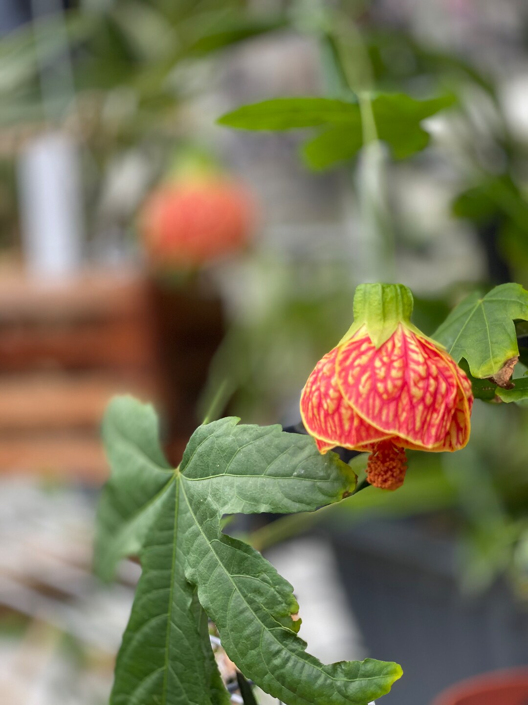 Chinese Lantern, Tiger Eye Abutilon Flowering Plant - Etsy