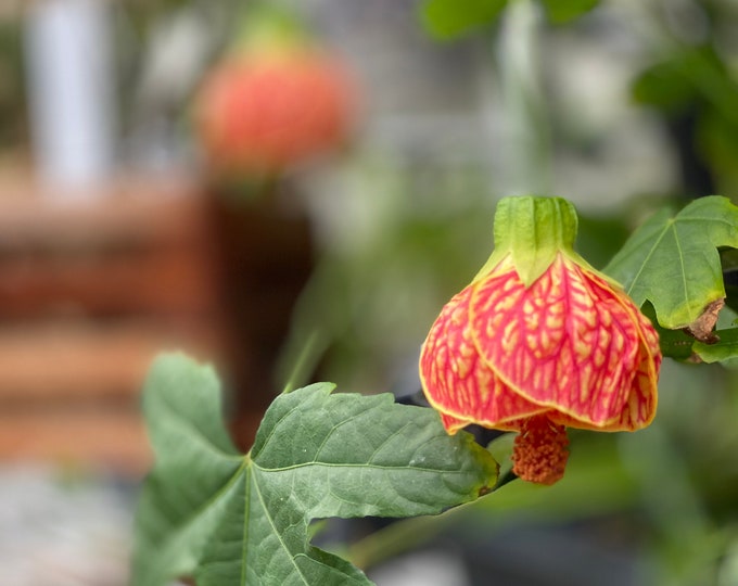 Chinese Lantern, Tiger Eye Abutilon Flowering Plant - Etsy