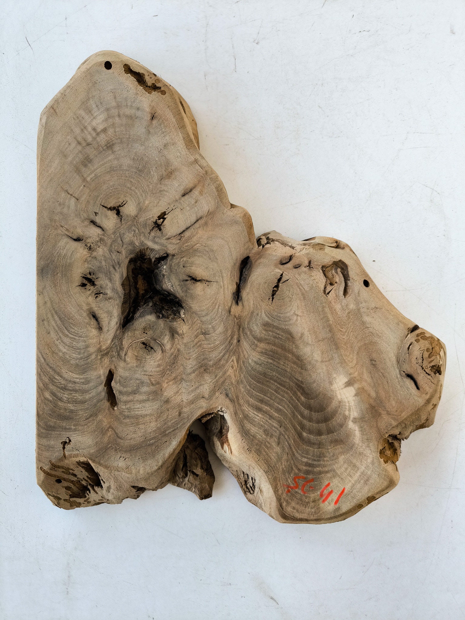 Walnut Tree Slice, Walnut Tree Wood Slabs, Live Edge, Unique Walnut ...