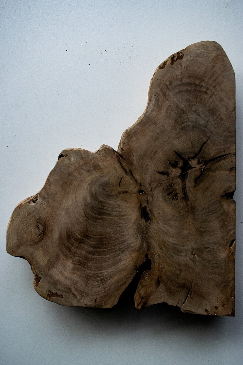 Walnut Tree Slice Walnut Tree Wood Slabs Live Edge Unique - Etsy