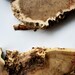Live Edge Raw Edged Wood Sheet Live Edge Sheet Unfinished for - Etsy