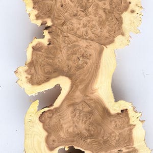 Authentic Wood Slice, Unique Tree Slab for Home&garden Decor, Natural ...