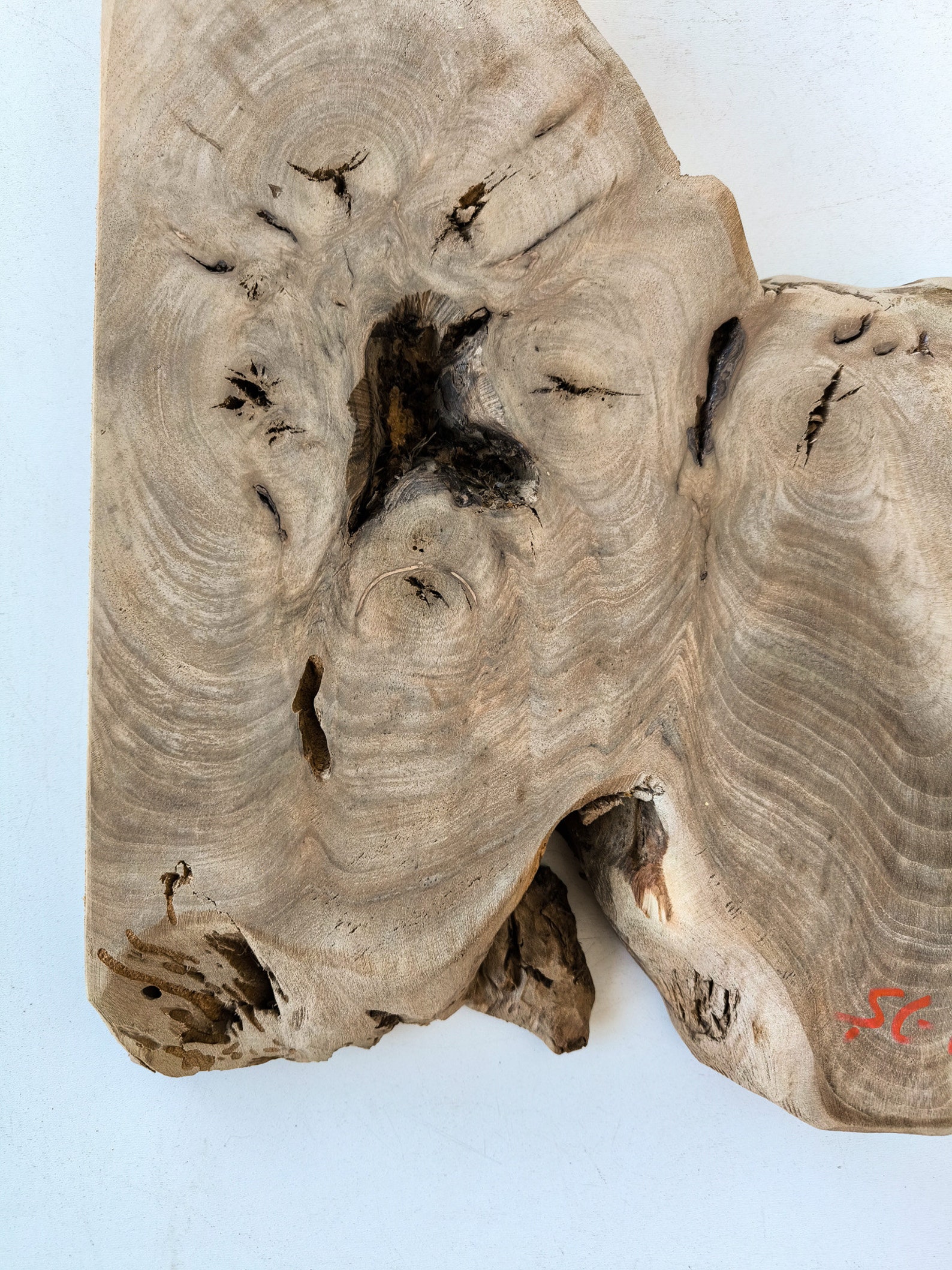 Walnut Tree Slice, Walnut Tree Wood Slabs, Live Edge, Unique Walnut ...