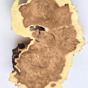 Authentic Wood Slice, Unique Tree Slab for Home&garden Decor, Natural ...