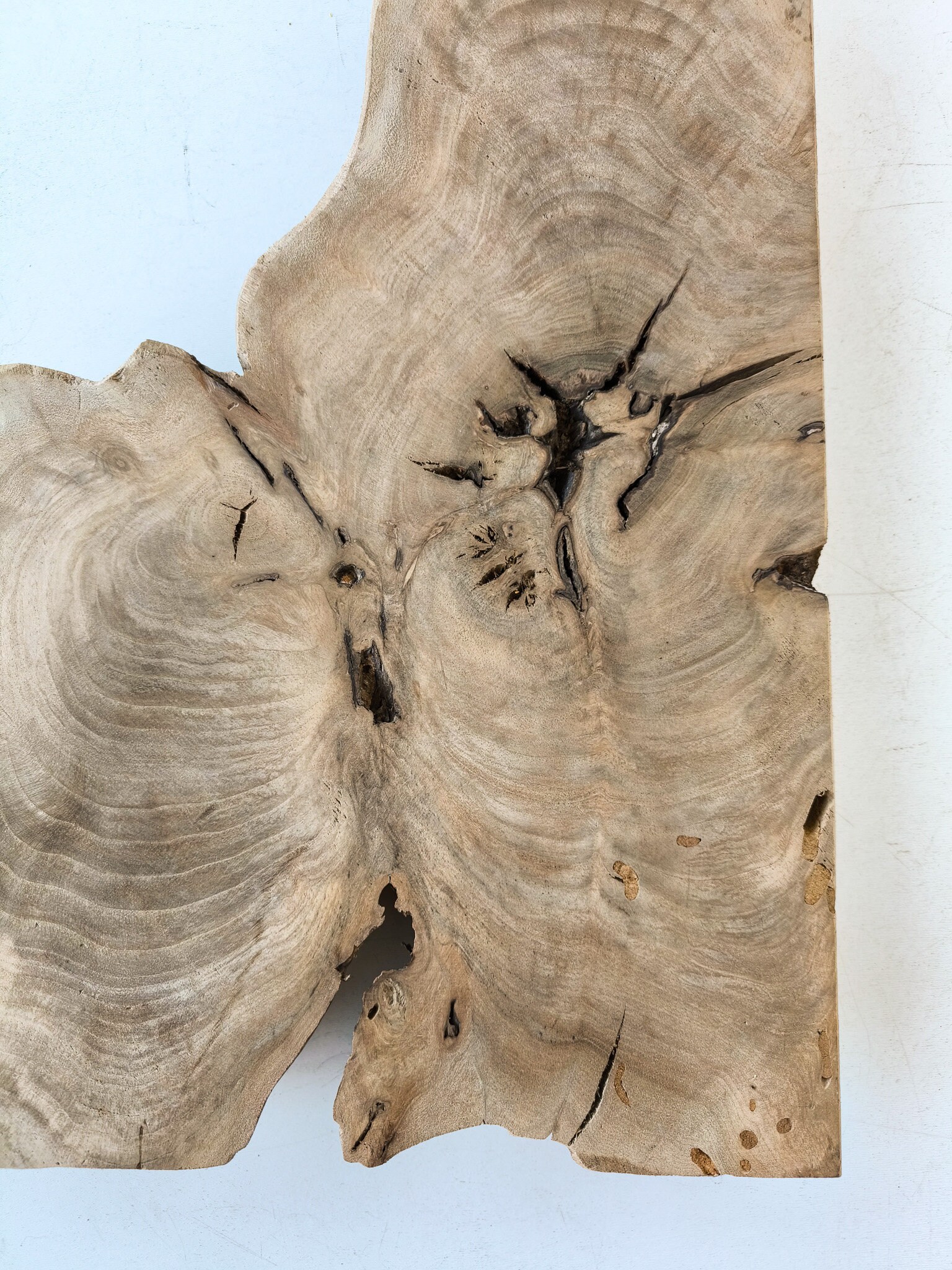 Walnut Tree Slice, Walnut Tree Wood Slabs, Live Edge, Unique Walnut ...