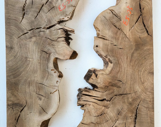 Walnut Tree Slice, Walnut Tree Wood Slabs, Live Edge, Unique Walnut ...