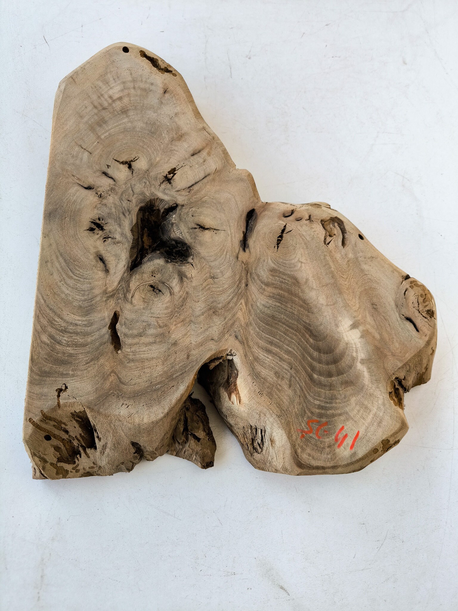 Walnut Tree Slice, Walnut Tree Wood Slabs, Live Edge, Unique Walnut ...