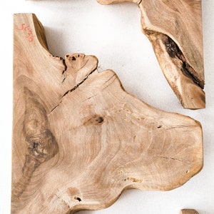 Walnut Tree Slice, Walnut Tree Wood Slabs, Live Edge, Unique Walnut ...