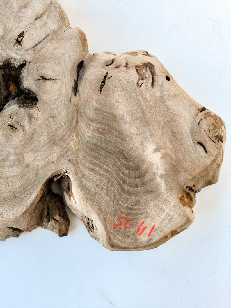 Walnut Tree Slice, Walnut Tree Wood Slabs, Live Edge, Unique Walnut ...