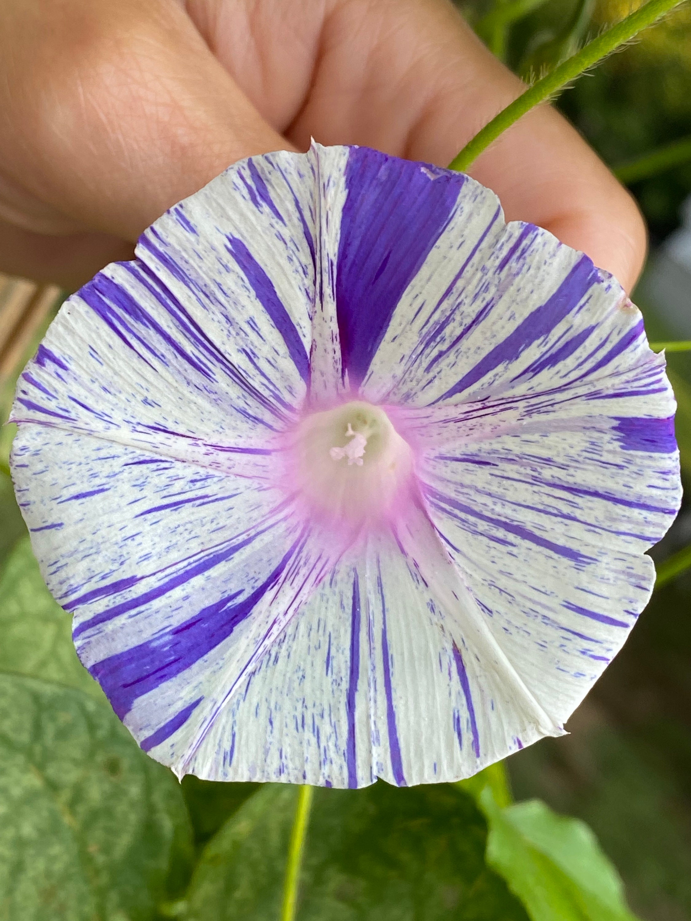Blue Streaks Morning Glory Flower Seeds, Morning Glory Seeds, Climbing ...