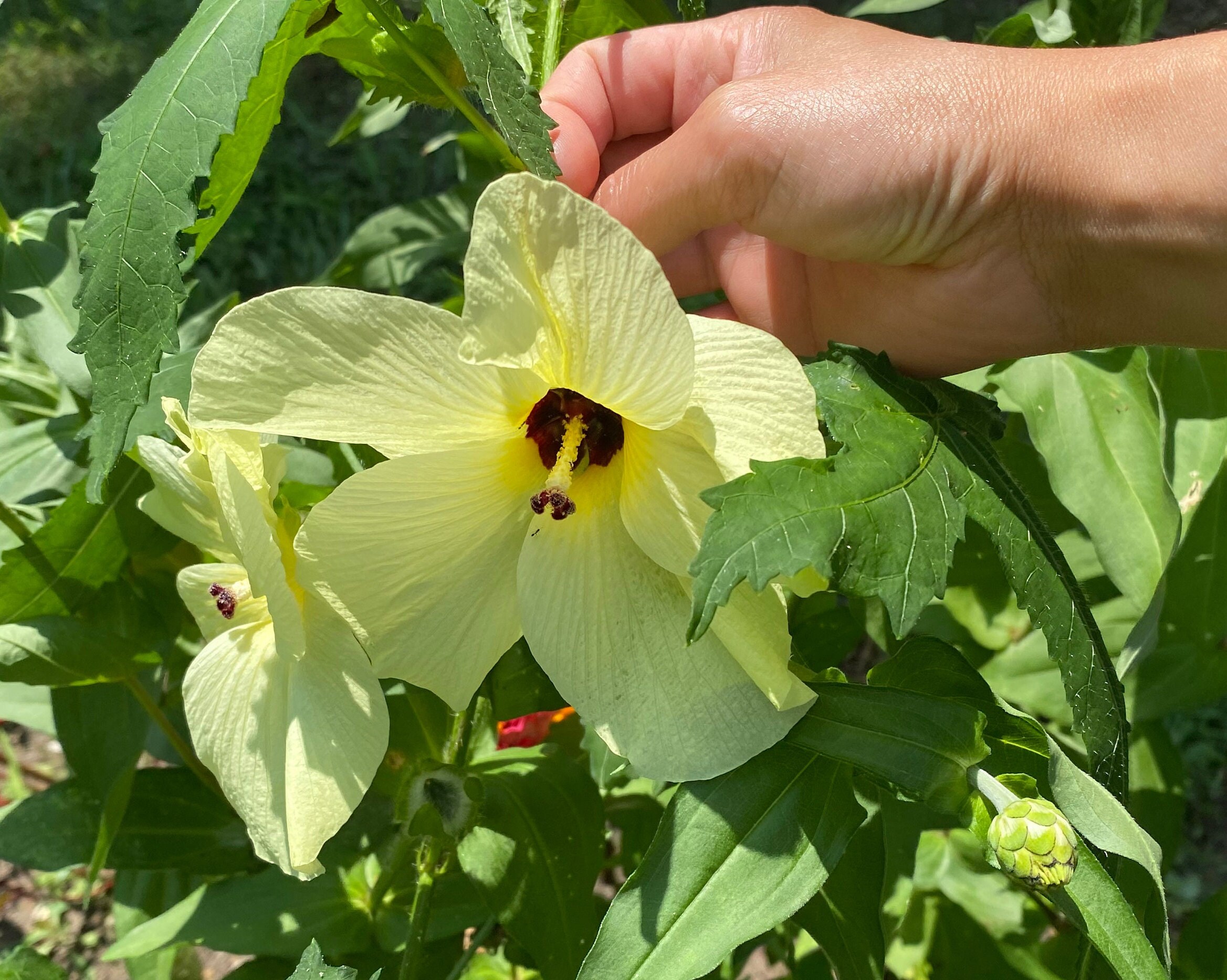 Korean Silk Flower Seeds, Tropical Flower Seeds, Yellow Flower Seeds ...