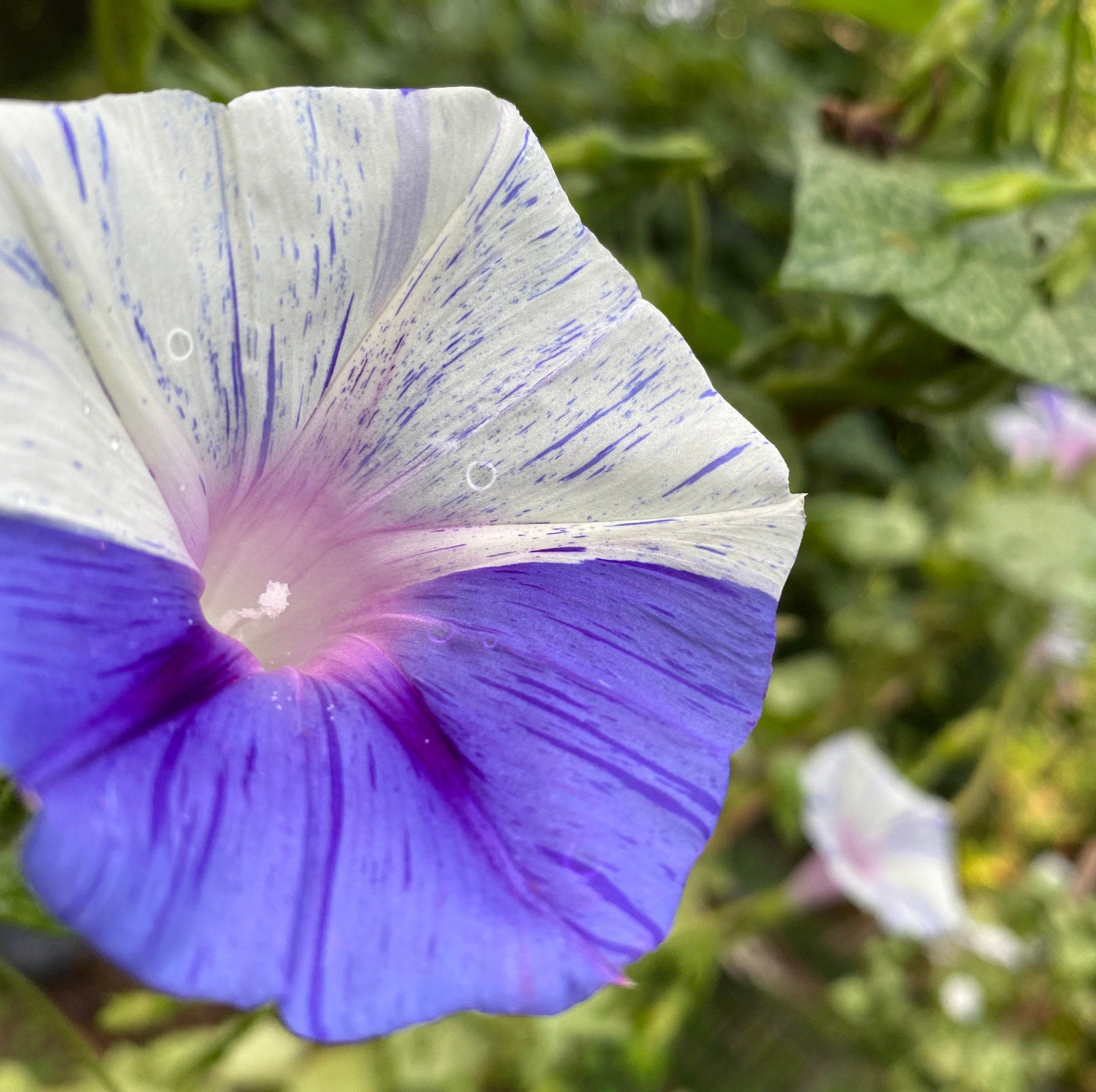 Blue Streaks Morning Glory Flower Seeds, Morning Glory Seeds, Climbing ...