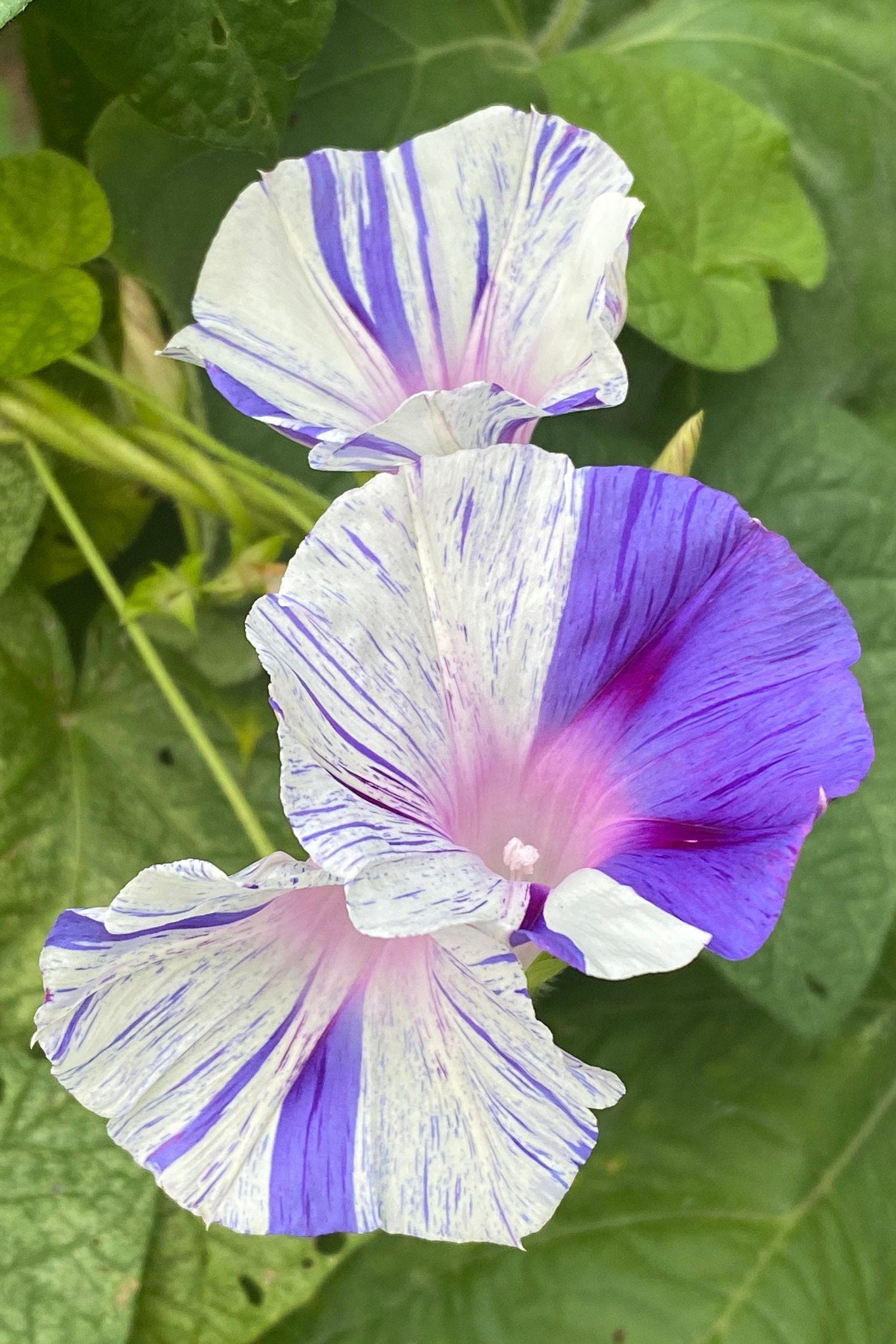 Blue Streaks Morning Glory Flower Seeds, Morning Glory Seeds, Climbing ...