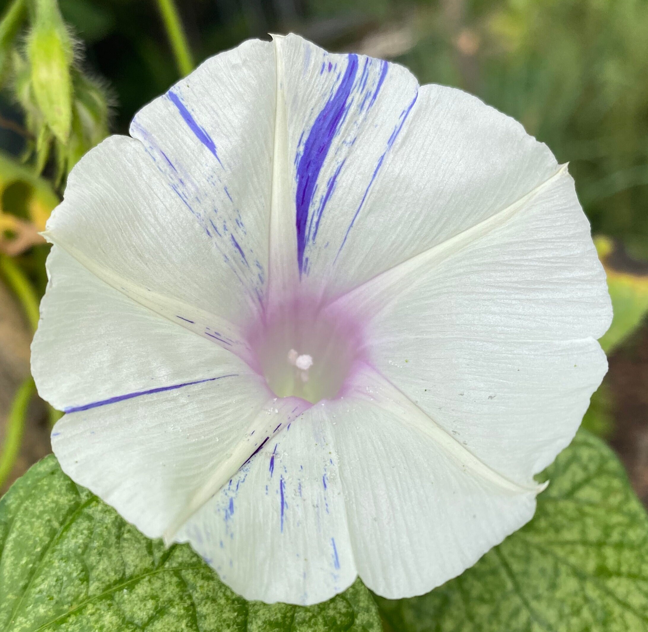 Blue Streaks Morning Glory Flower Seeds, Morning Glory Seeds, Climbing ...
