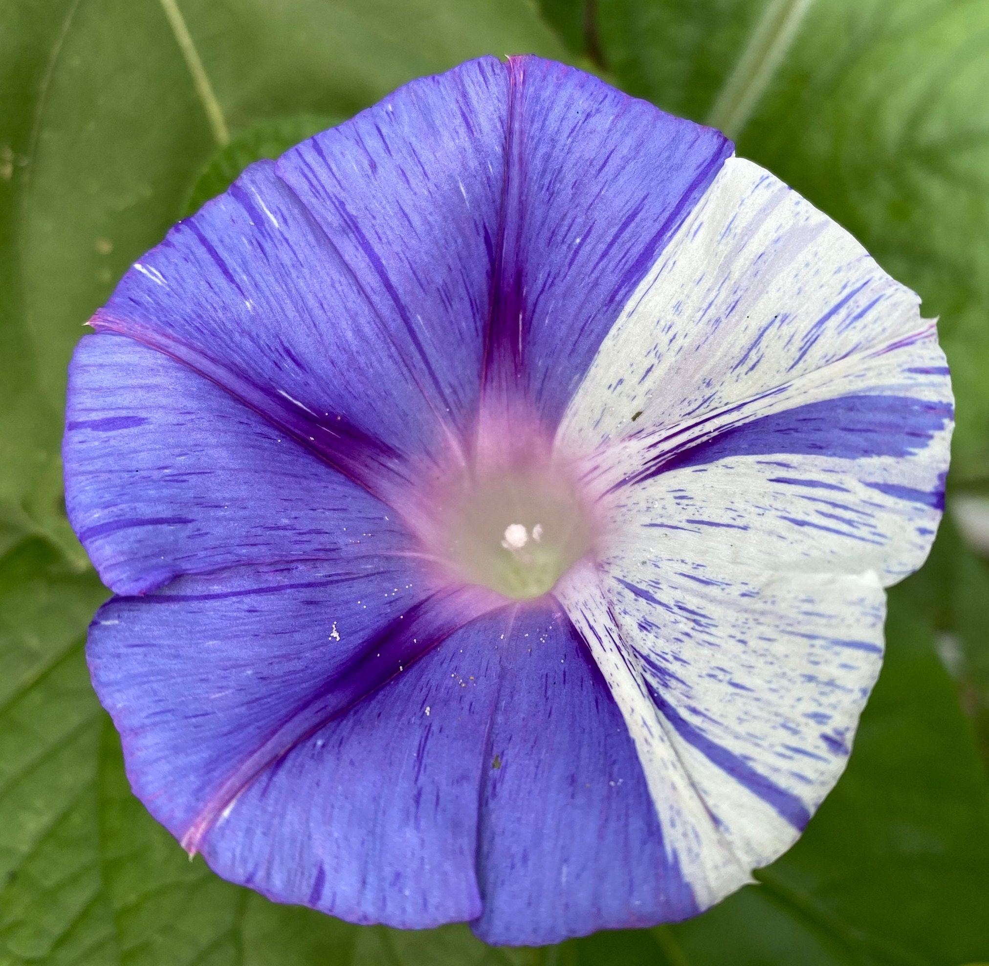 Blue Streaks Morning Glory Flower Seeds, Morning Glory Seeds, Climbing ...