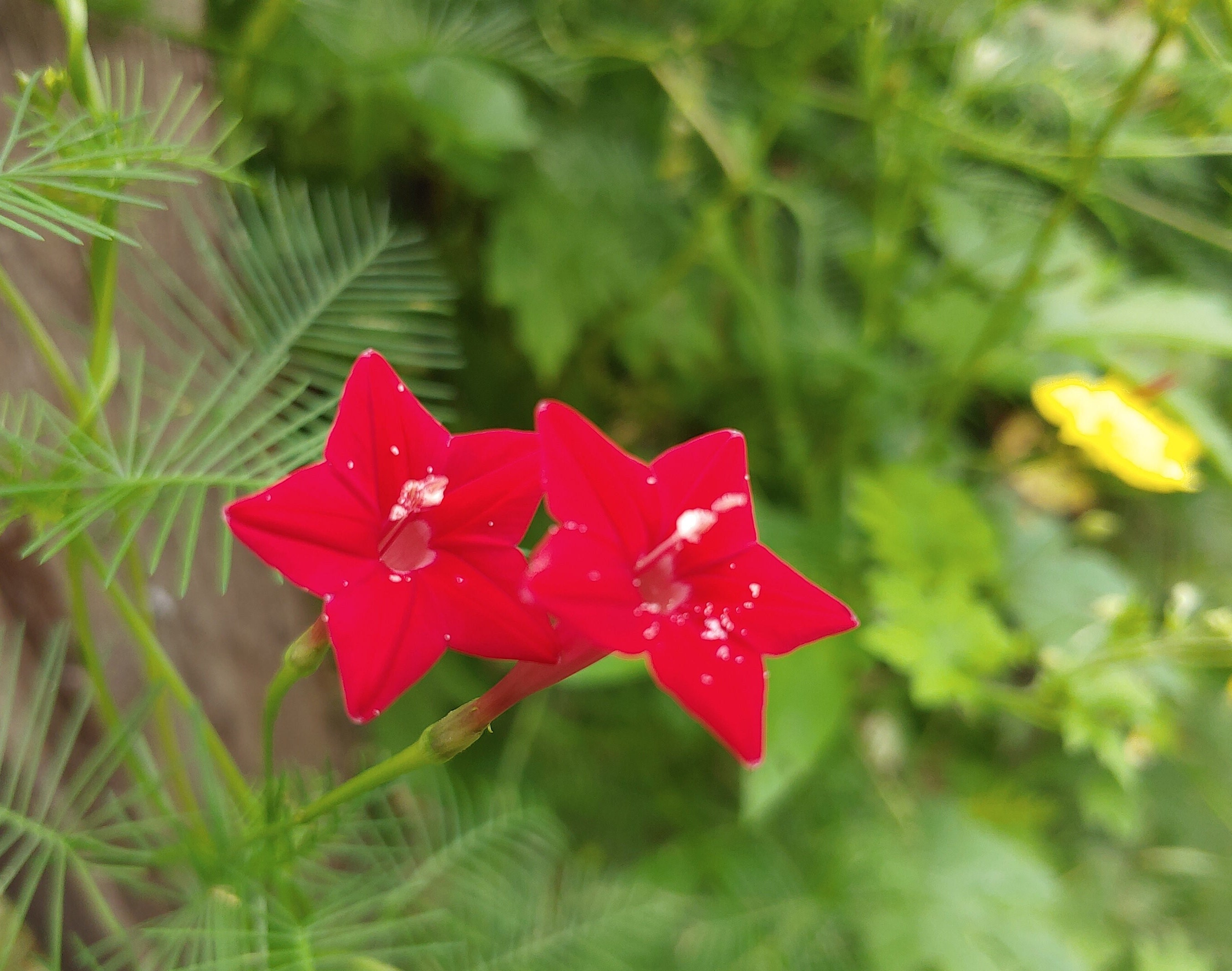 Red Cypress Vine Flower Seeds, Vining Red Flowers Seeds, Climbing Plant ...