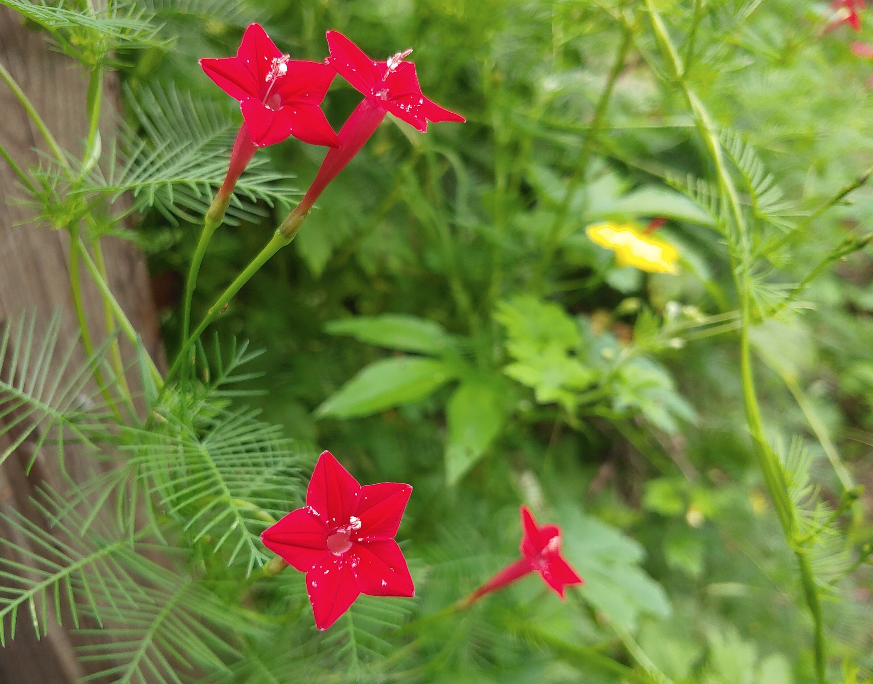 Red Cypress Vine Flower Seeds, Vining Red Flowers Seeds, Climbing Plant ...