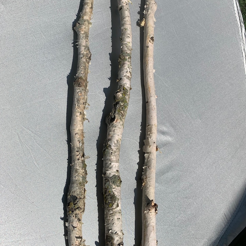 Long Birch Twigs - Etsy