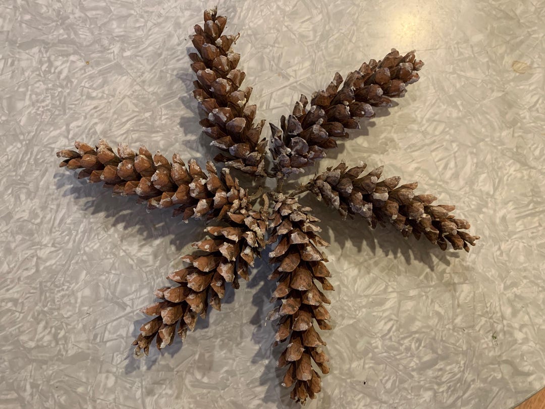 6 Natural Large White Pine Cones - Naturally Sourced From Michigan Pine ...