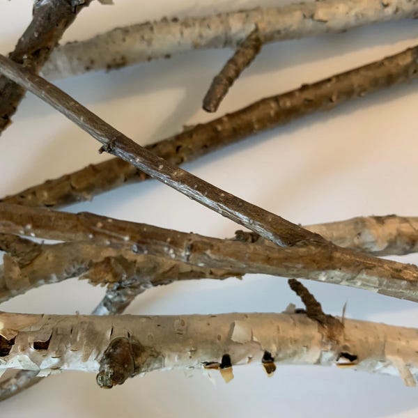White Birch Branches - Etsy
